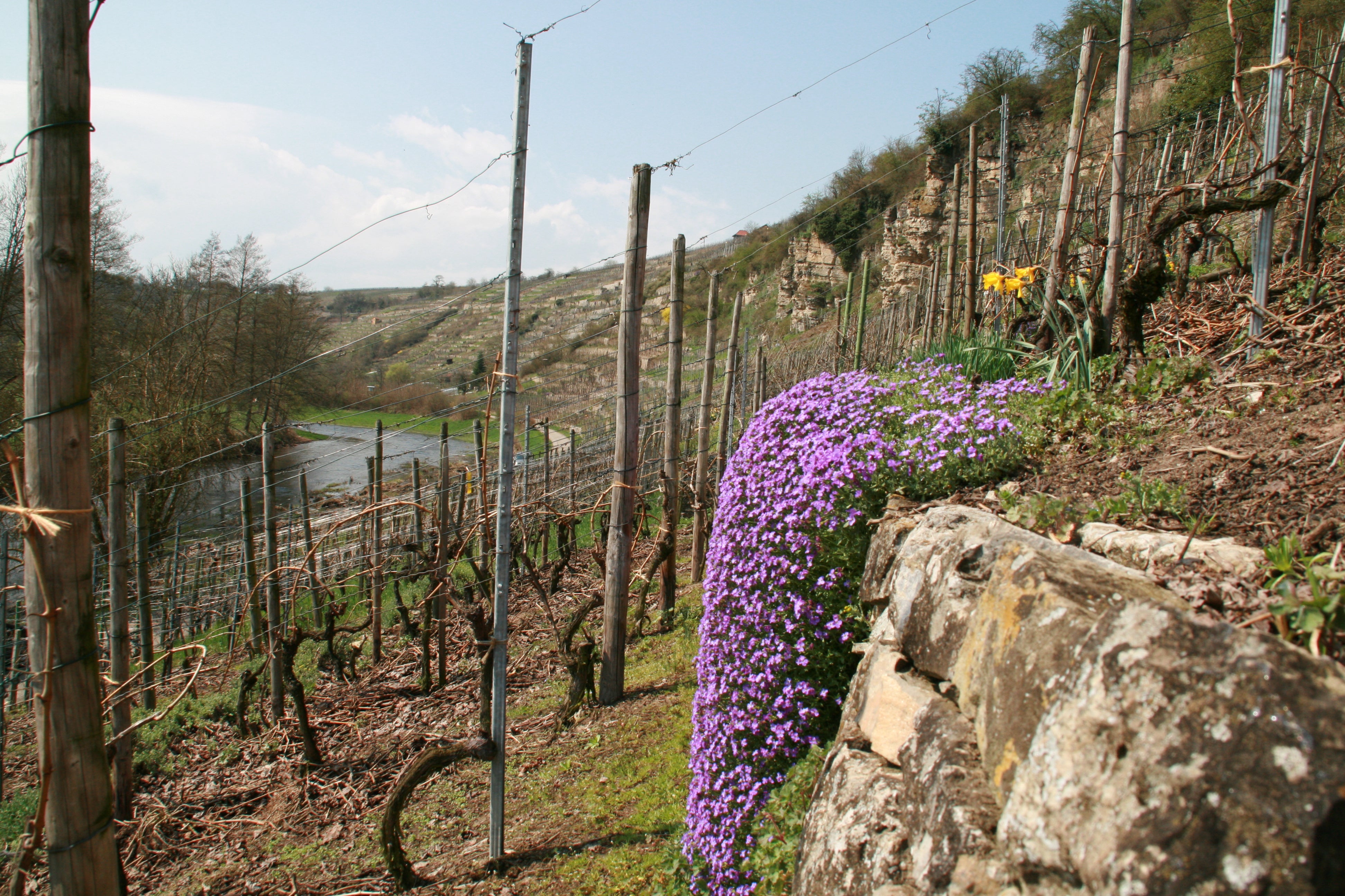 Wein & Frühling| Weinberg-Tour mit Maeggi | 08.03.2026 – Lembergerland
